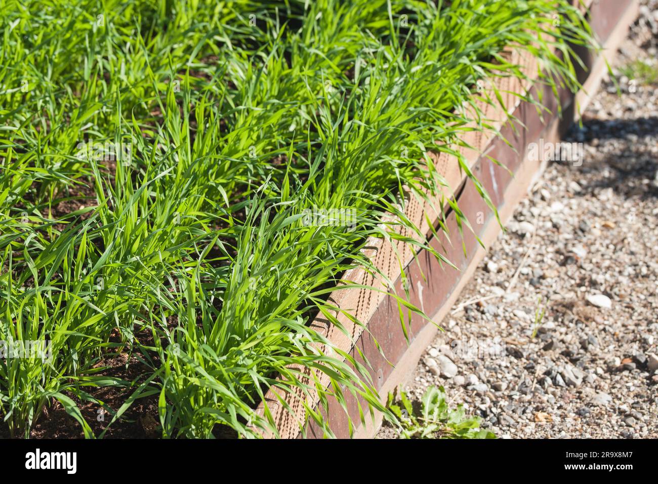 Green grass growing in a garden in the summer Stock Photo - Alamy