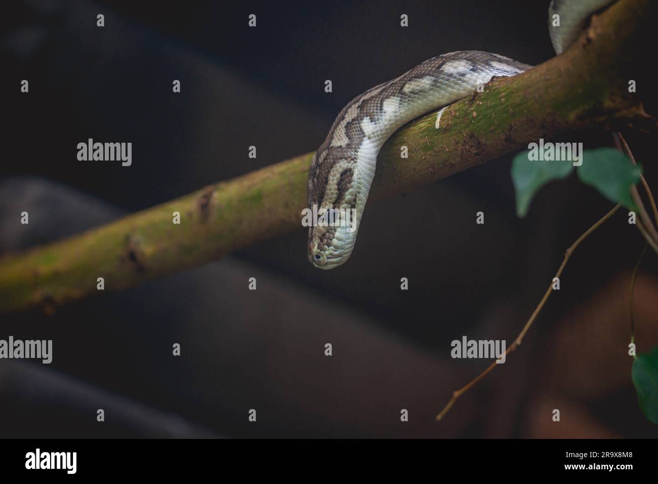 Snake looking down from a tree in a dark forest Stock Photo - Alamy