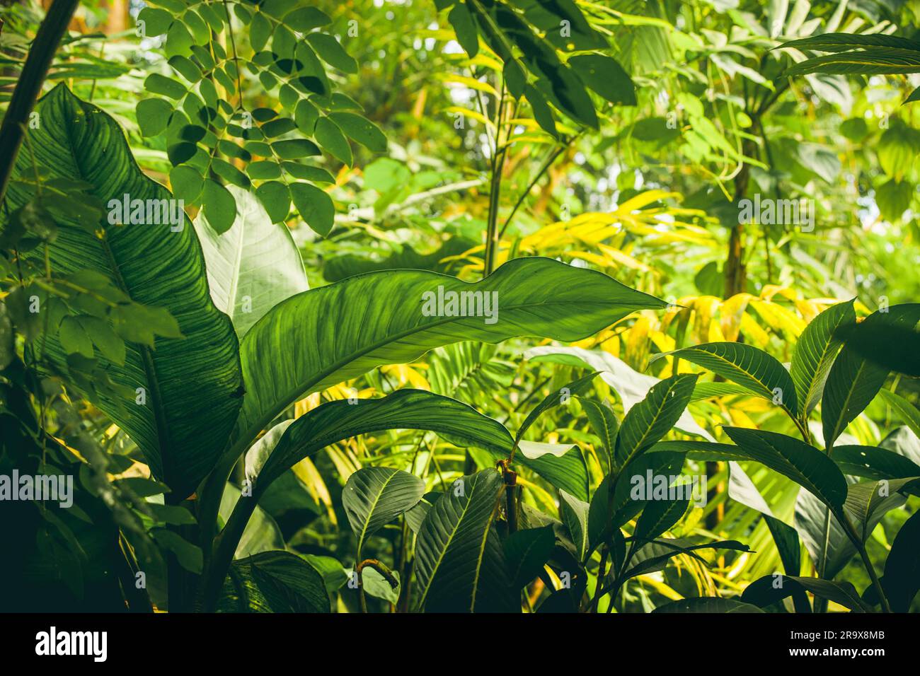 Jungle with tropical plants and green vegetation Stock Photo - Alamy