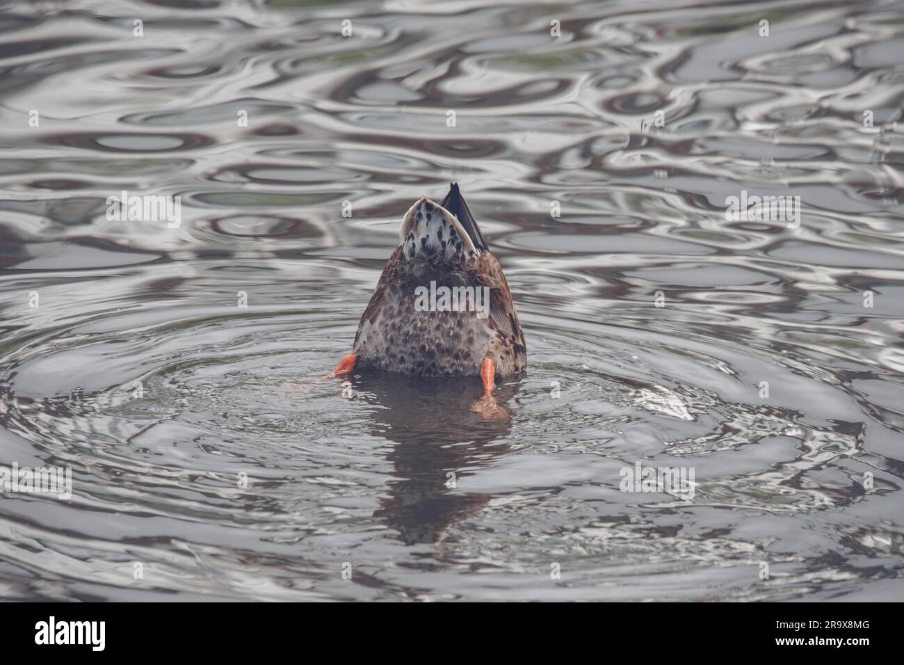 Duck looking at you hi-res stock photography and images - Alamy