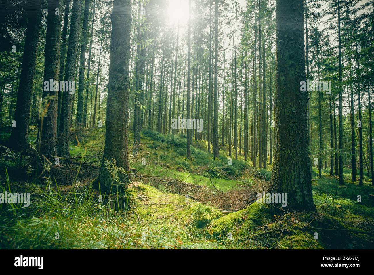 Forest clearing in a green forest in the spring Stock Photo - Alamy