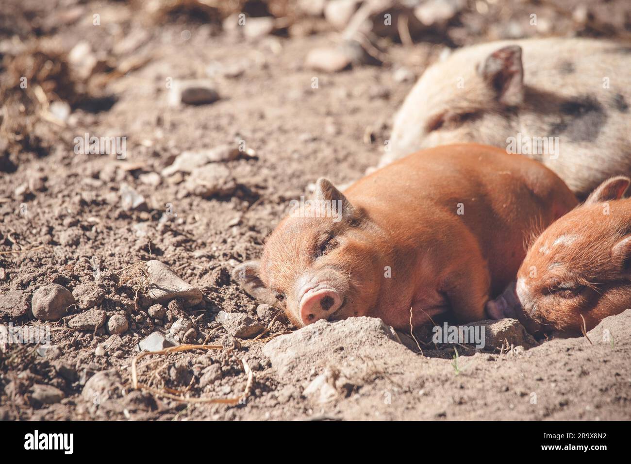 Cute piglet sleeping in a barnyard in the summer Stock Photo - Alamy