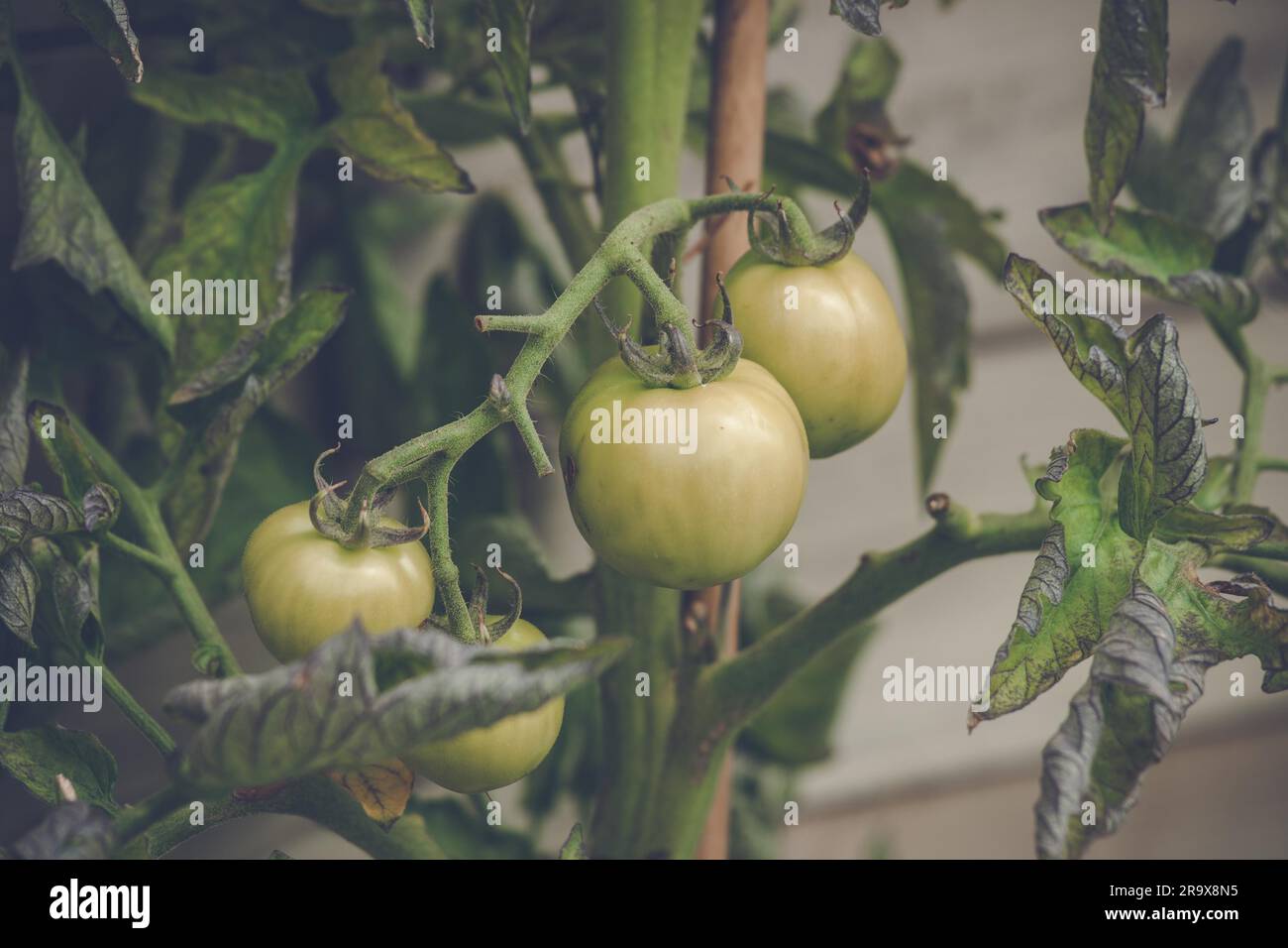 Green tomatoes on a plant in a greenery Stock Photo - Alamy