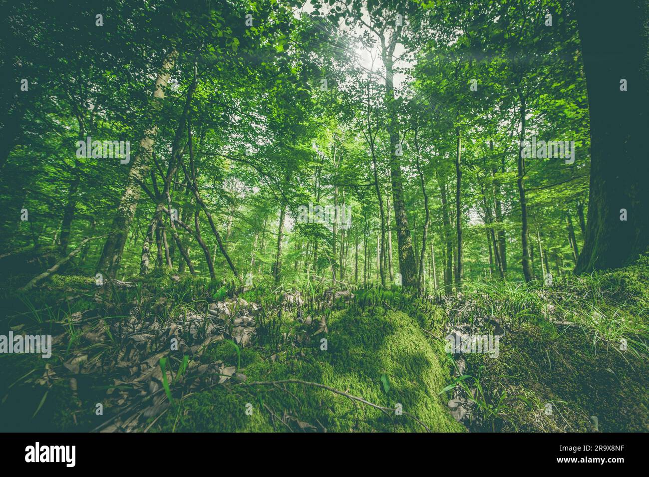 Green spring moss hi-res stock photography and images - Alamy