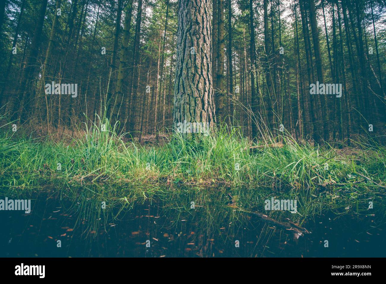 Dark tree landscape hi-res stock photography and images - Alamy