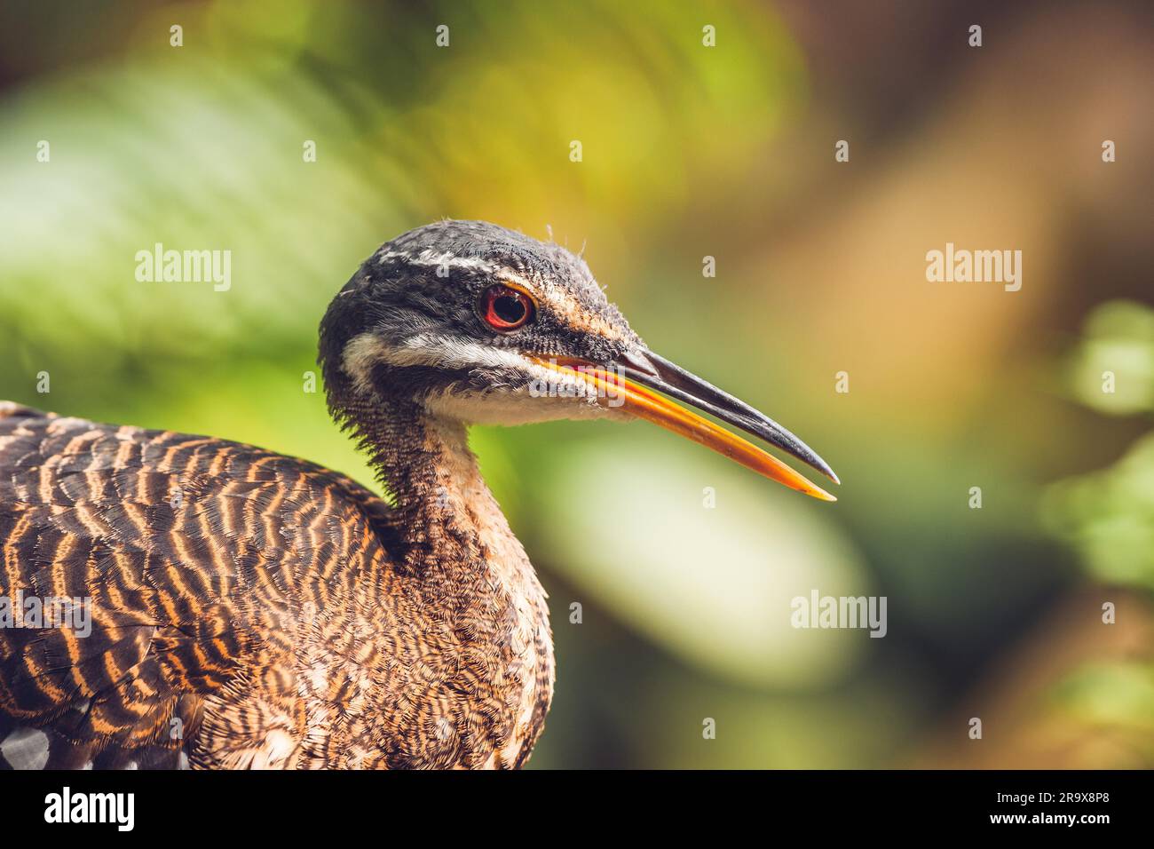 Close-up of a sunbittern bird in a colorful rainforest in bright ...