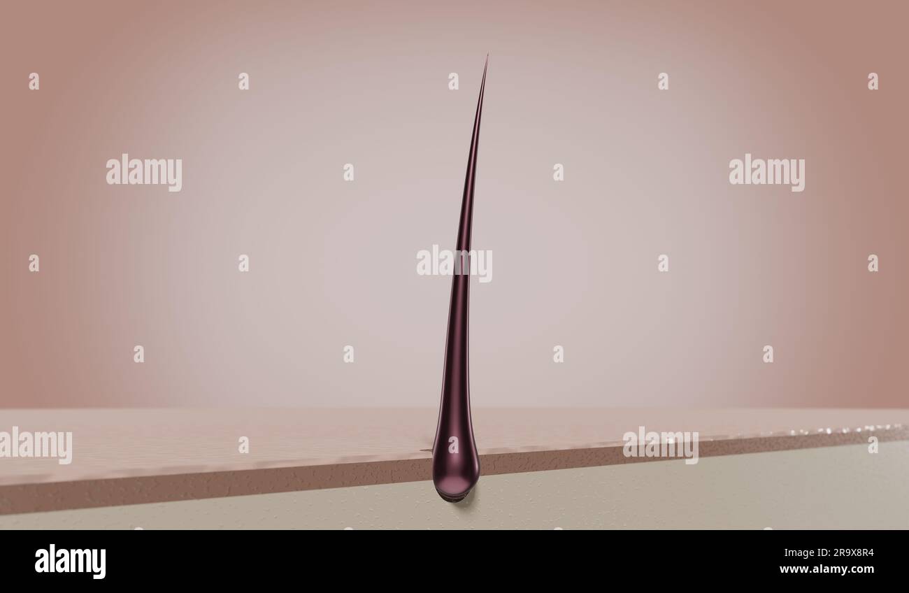 Single hair follicle - 3D illustration Stock Photo - Alamy
