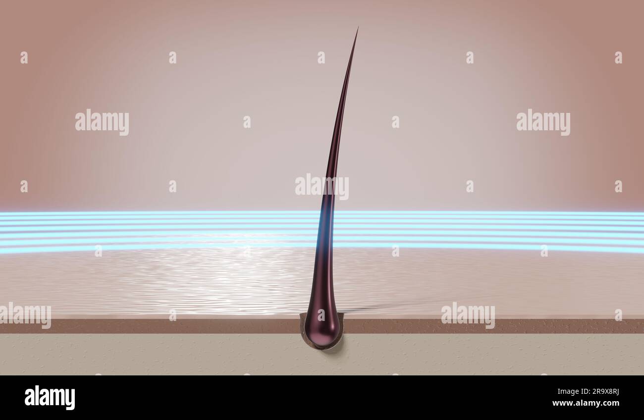 Root hair cell microscope hi-res stock photography and images - Alamy
