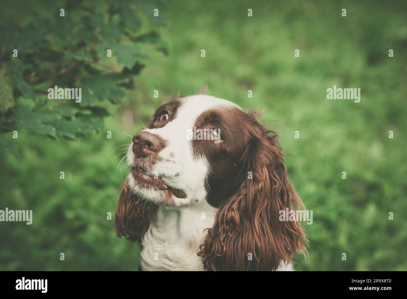 Pet dog in green hi-res stock photography and images - Alamy
