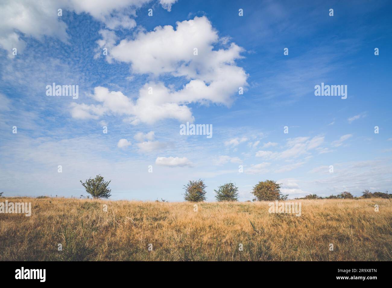 Row of bushes hi-res stock photography and images - Alamy