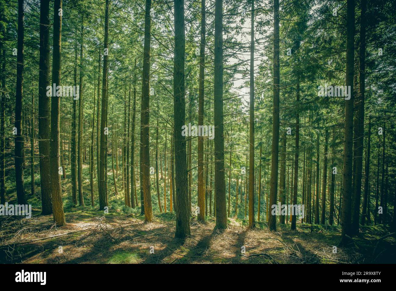 Pine trees in a forest clearing with bright sunshine Stock Photo - Alamy
