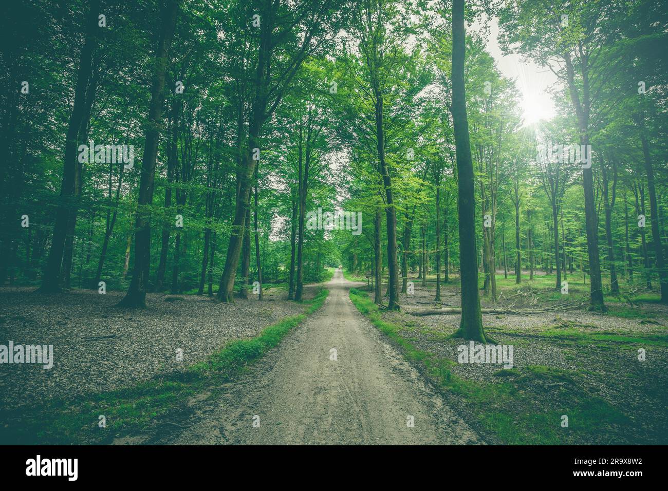Dark green forest hi-res stock photography and images - Alamy