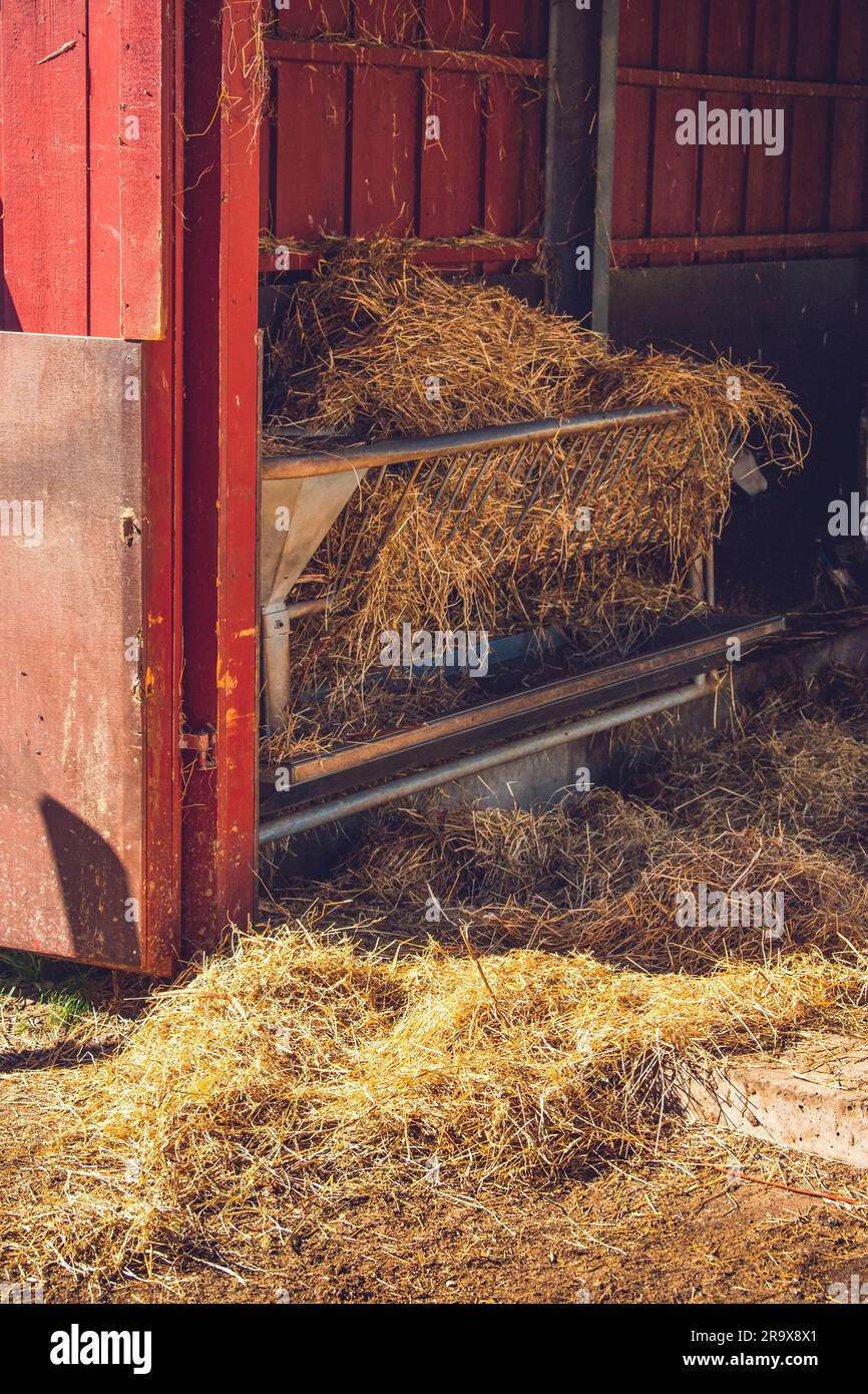 Golden hay hi-res stock photography and images - Alamy