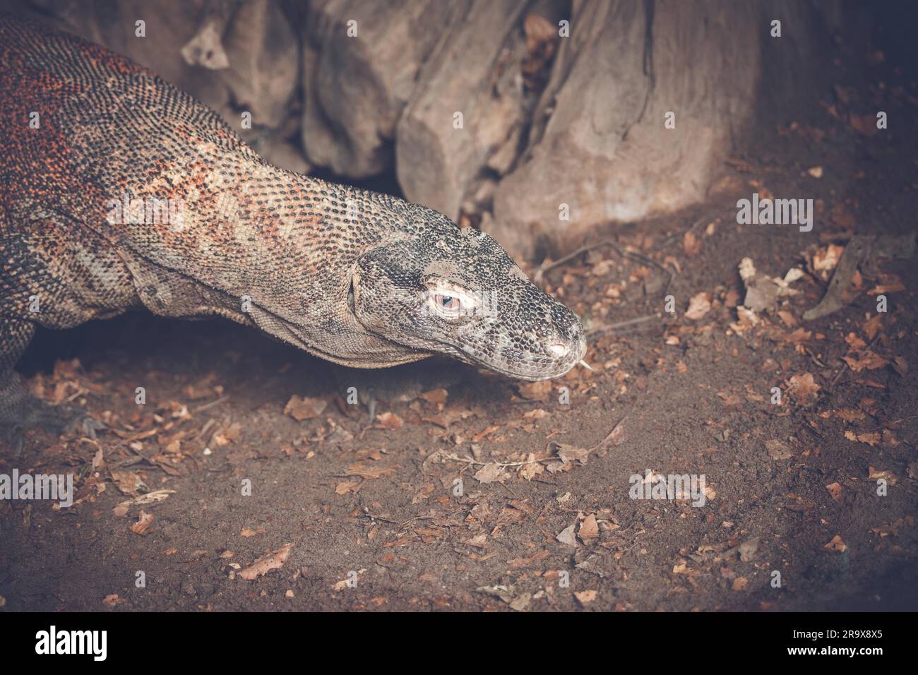 Varan lizard hi-res stock photography and images - Alamy
