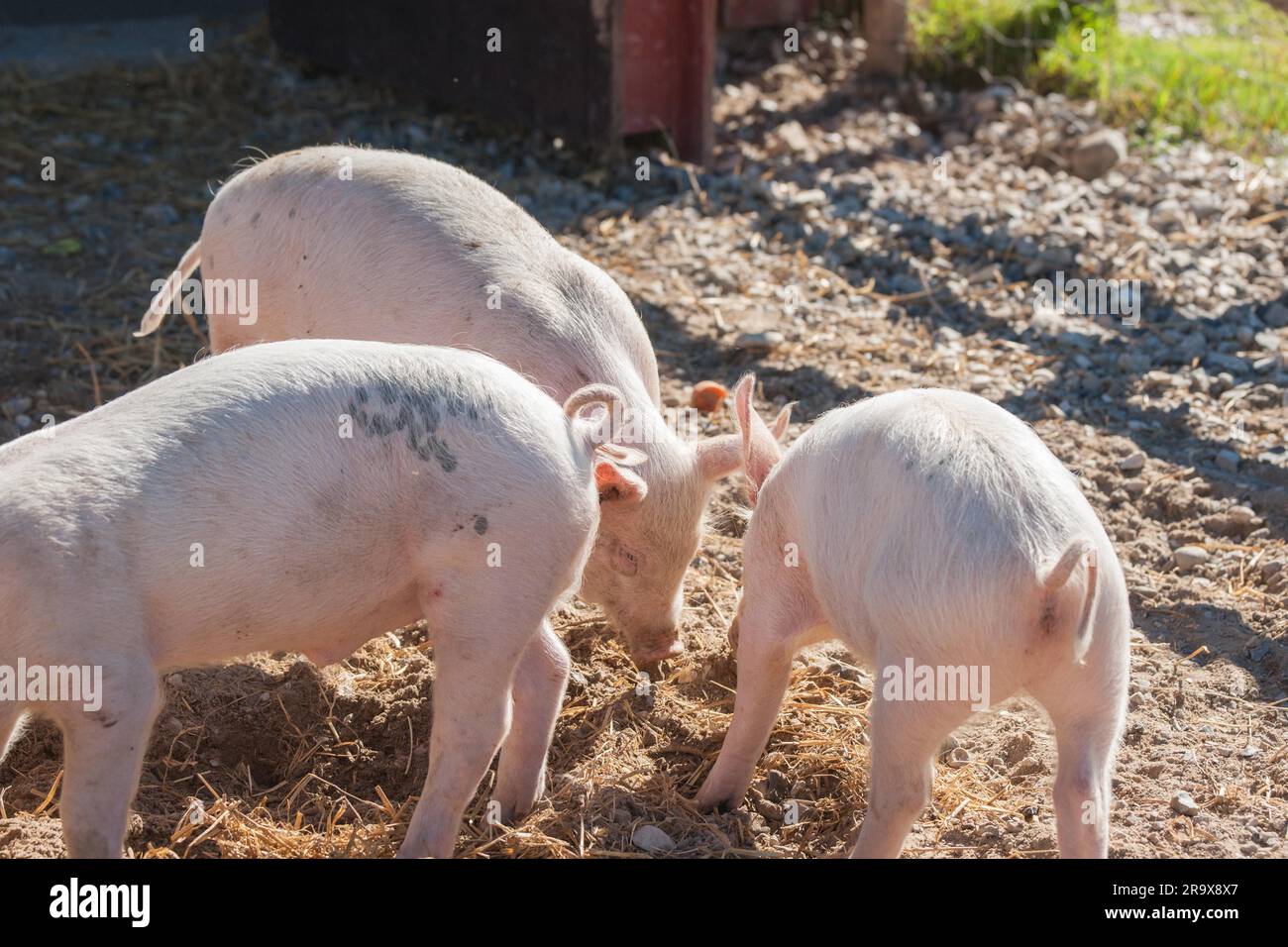 Pig in a pigsty hi-res stock photography and images - Alamy