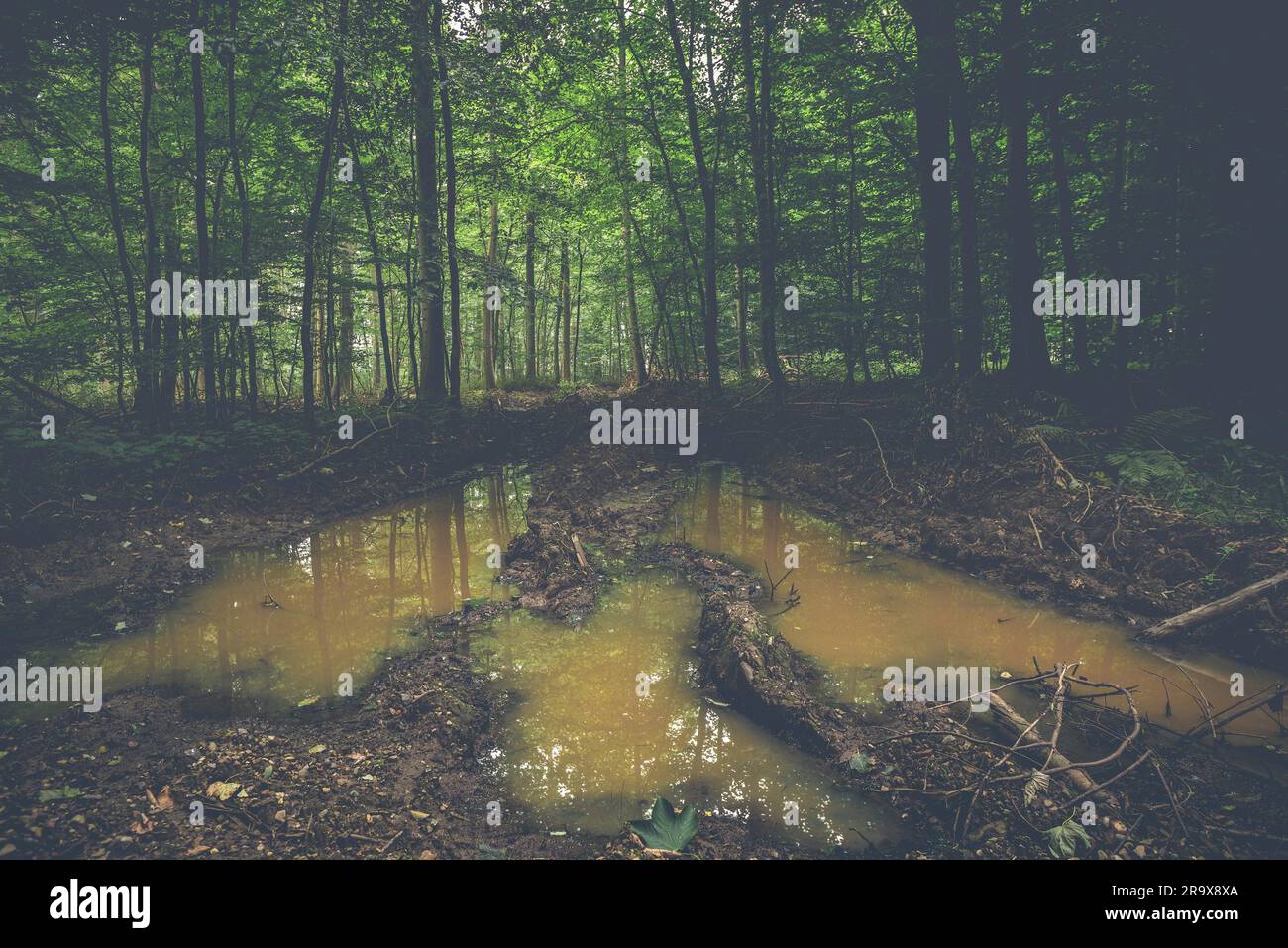 Muddy puddle in a dark forest with green trees Stock Photo - Alamy