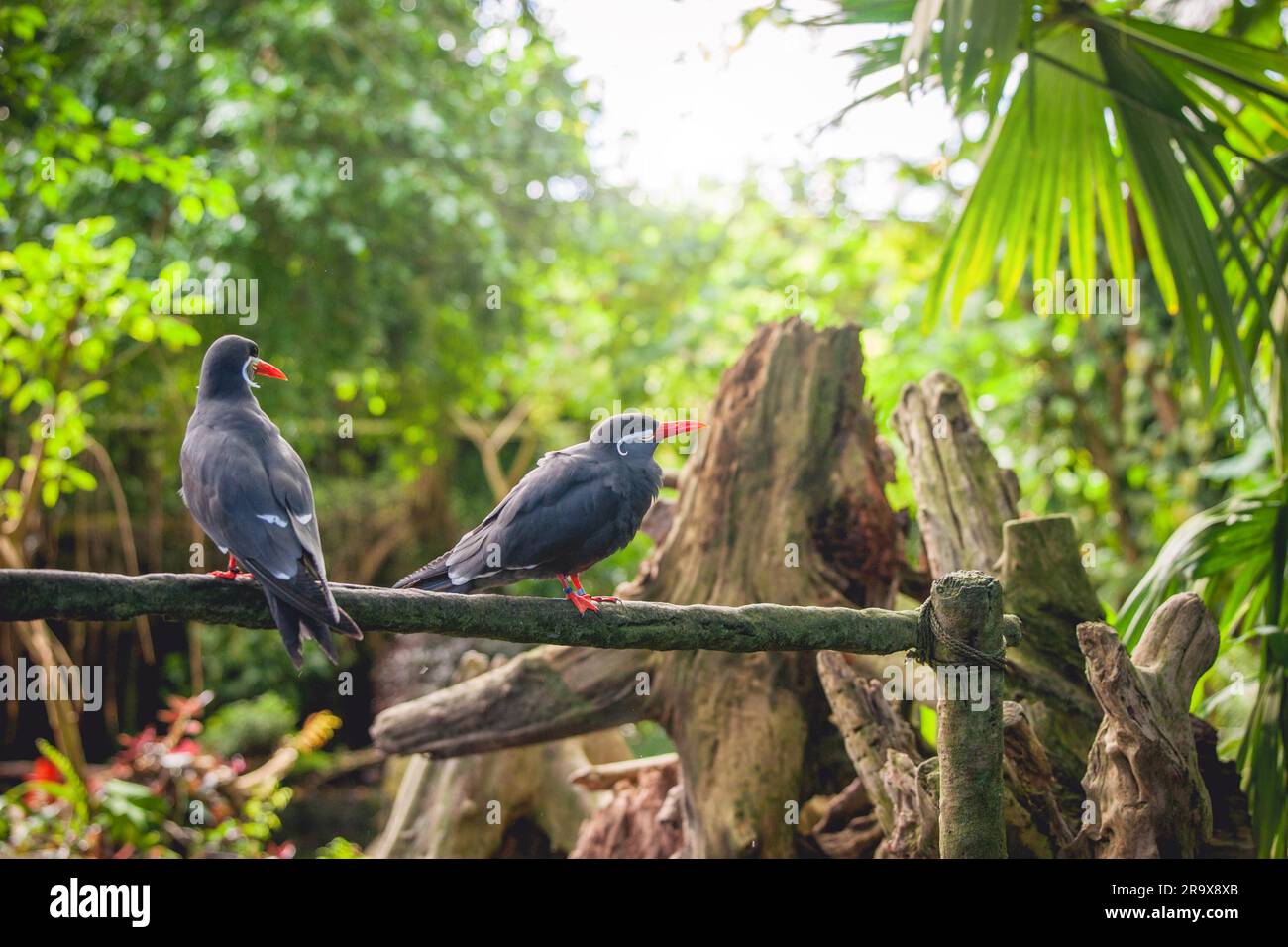Inca fence hi-res stock photography and images - Alamy