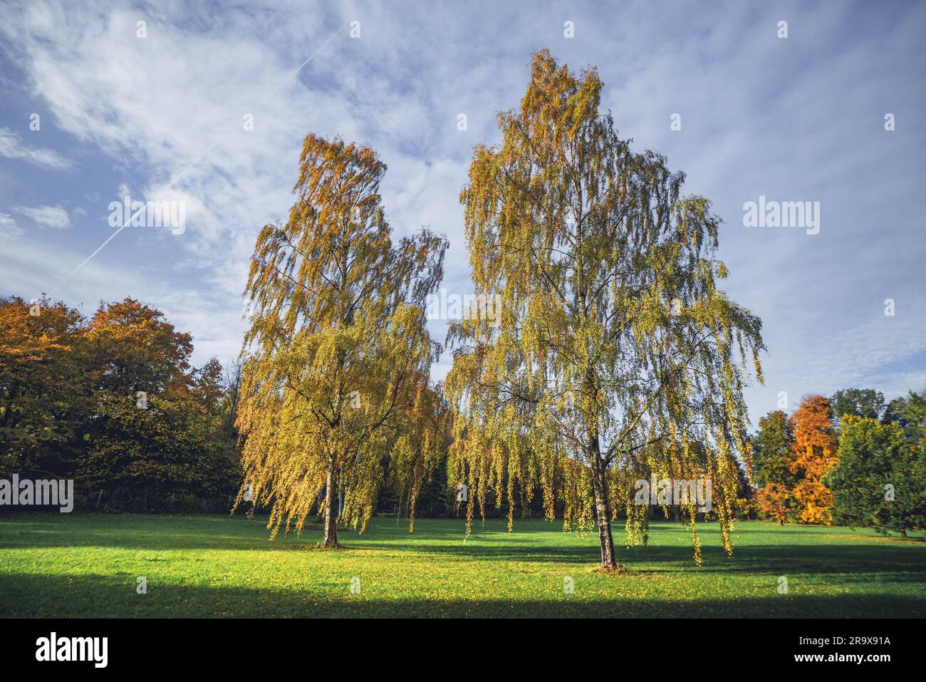 Tall birch trees in autumn colors in a park in the fall with green ...