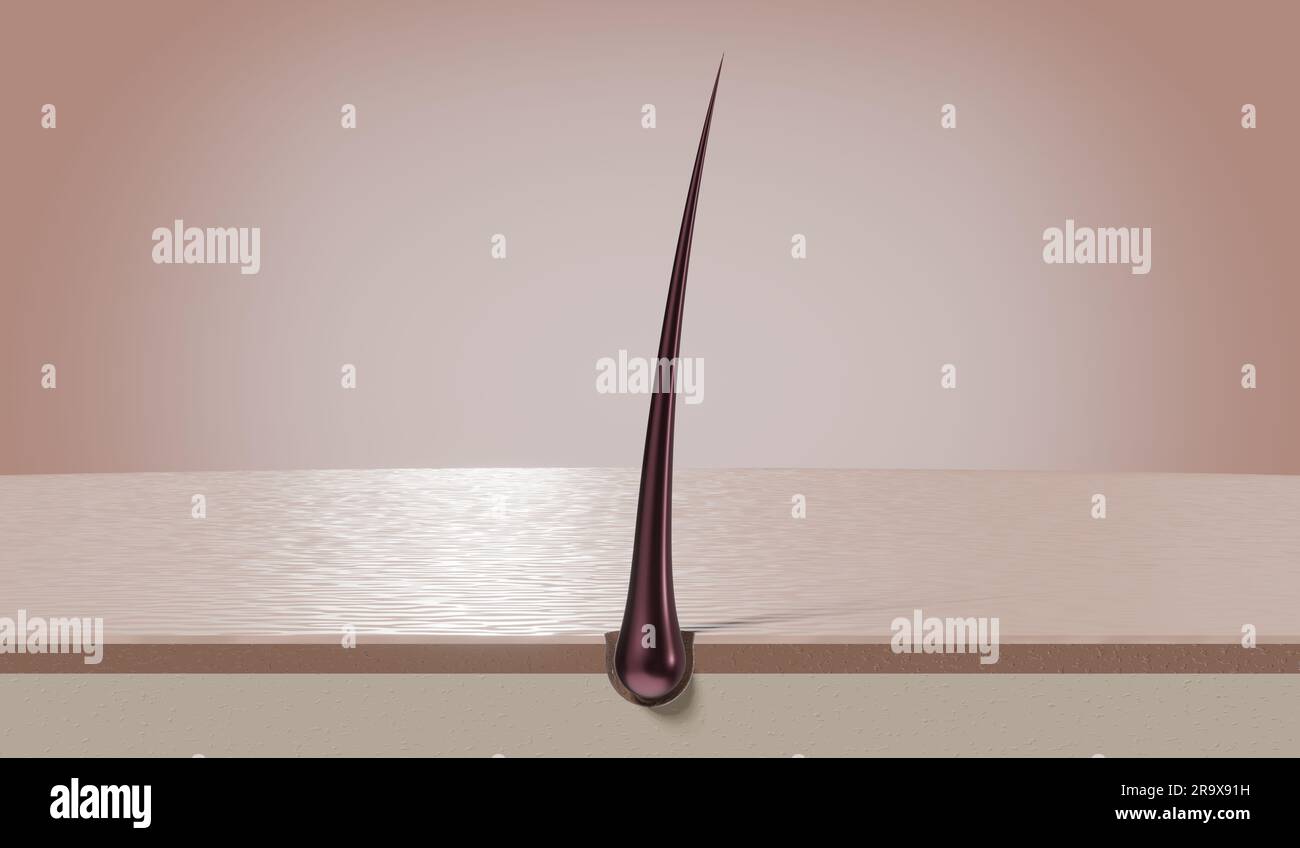 Root hair cell microscope hi-res stock photography and images - Alamy