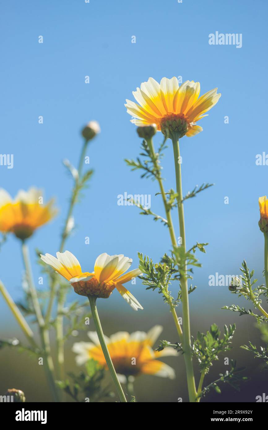 Tall marguerite flowers in the summer in vertical alignment Stock Photo ...