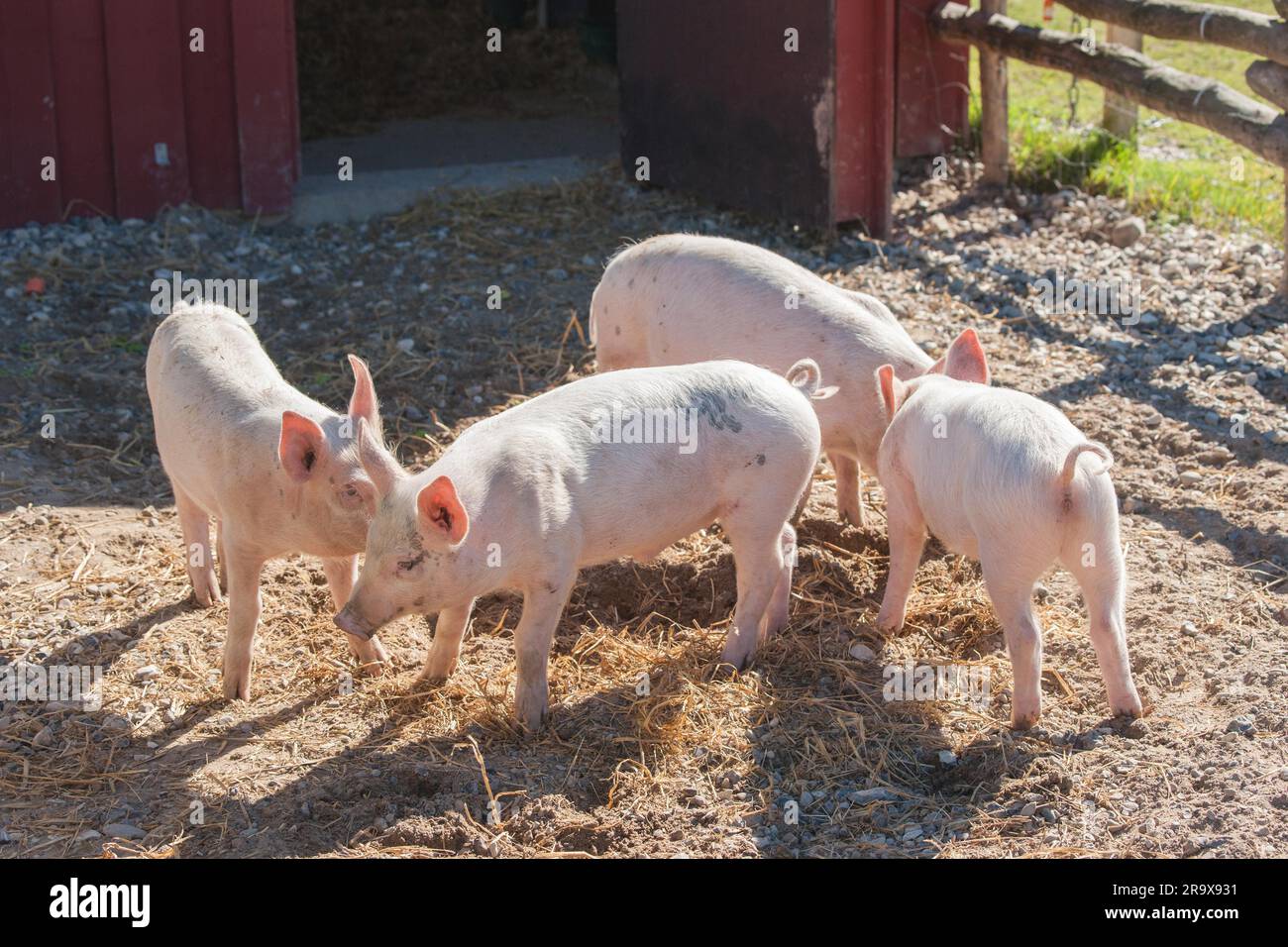 Cute pink piglets in a pigsty at a farm Stock Photo - Alamy