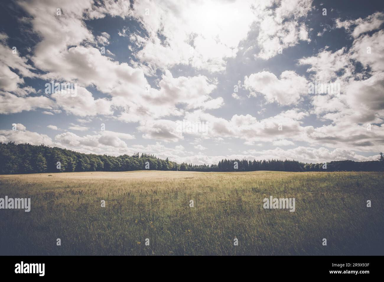 Wildflowers in meadow on cloudy hi-res stock photography and images - Alamy