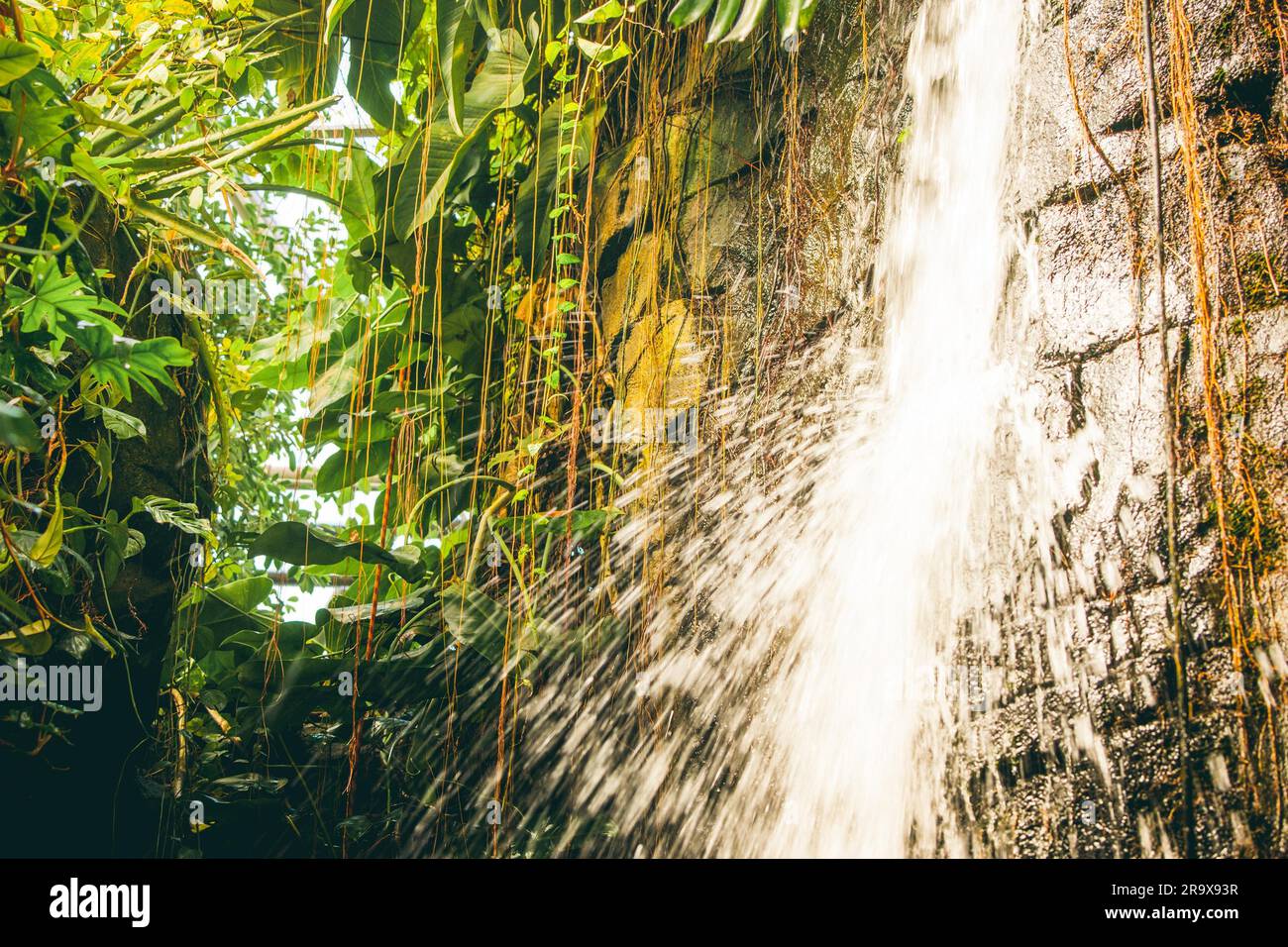 Tropical waterfall in a rainforest with green vegetation and plants ...