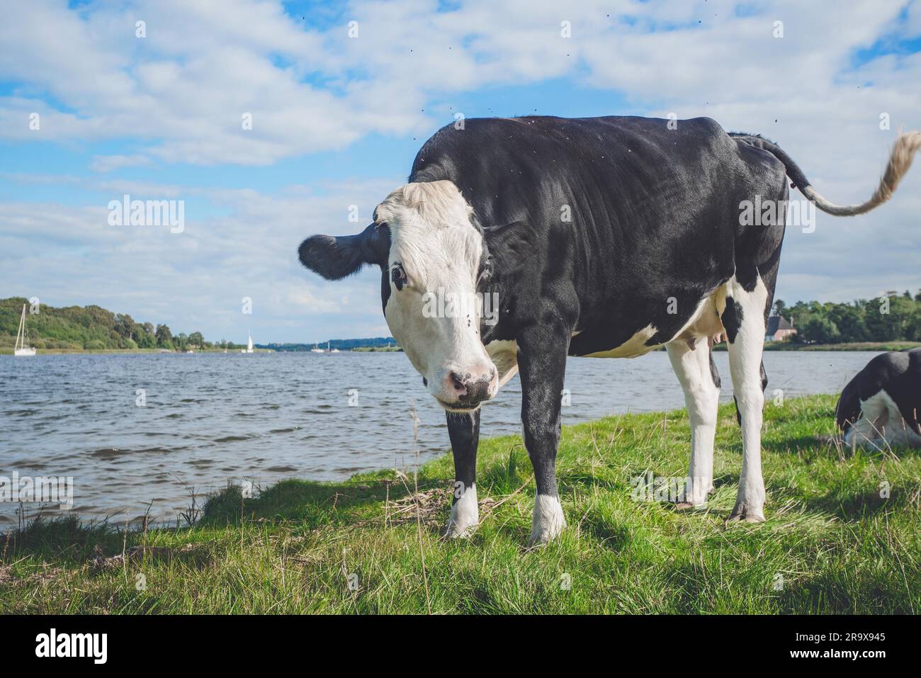 Black and white cow by a river in the summer Stock Photo - Alamy