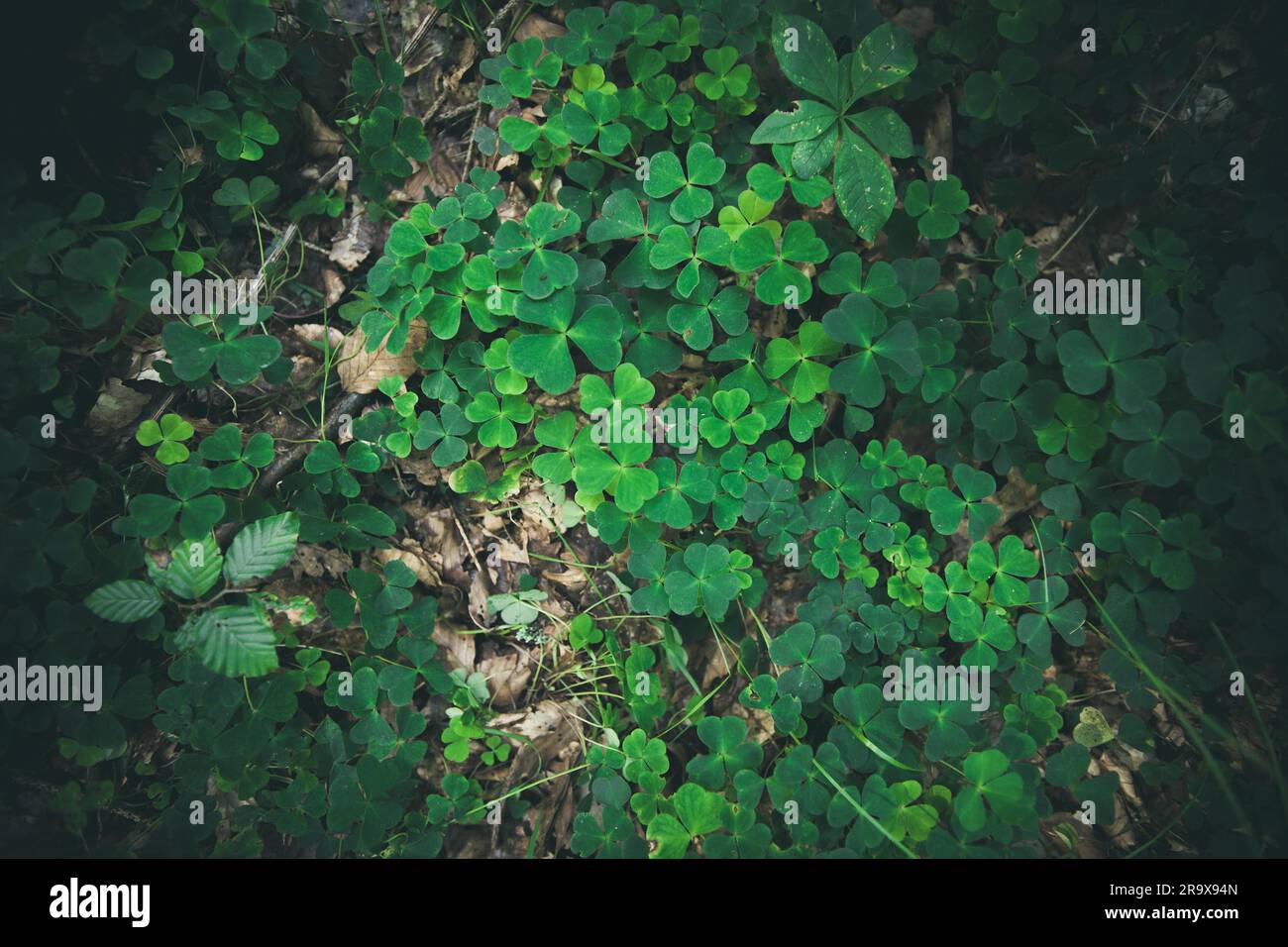 Clovers in green colors in the forest Stock Photo - Alamy