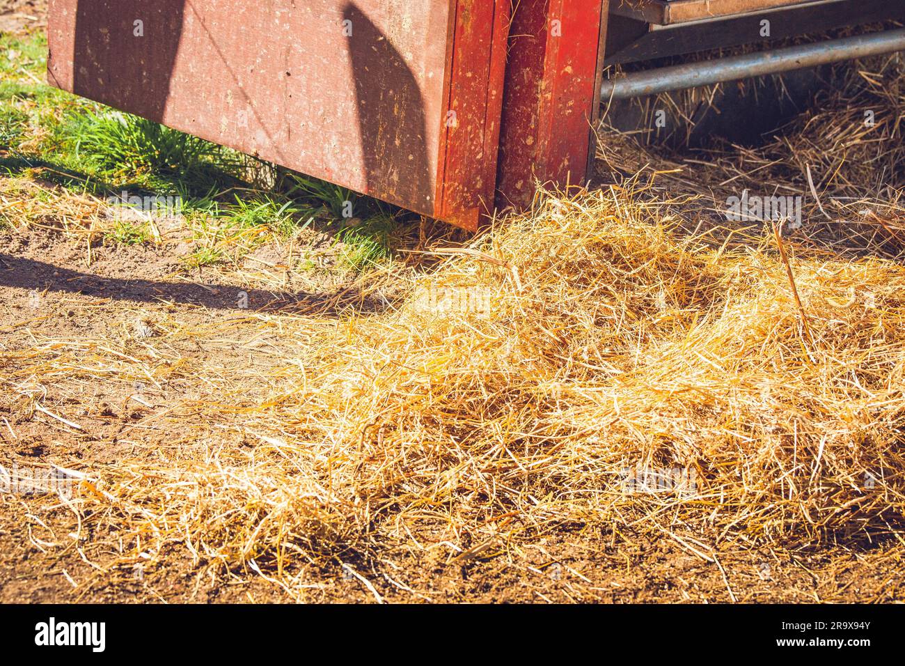 Golden hay at a stable in a countryside in the summer Stock Photo - Alamy