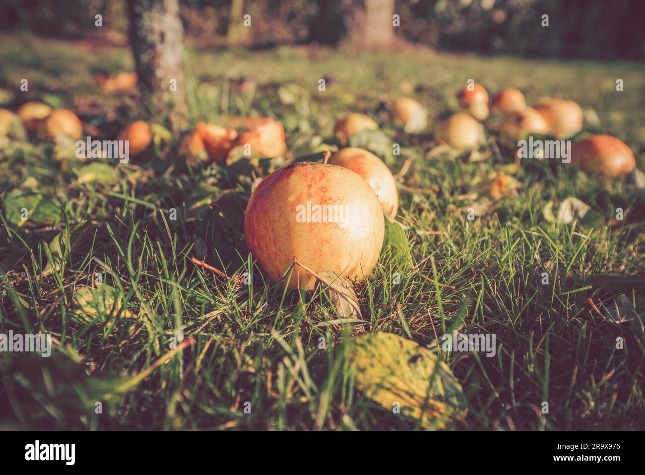 Autumn apples on the ground in autumn in a garden with fallen apples in ...