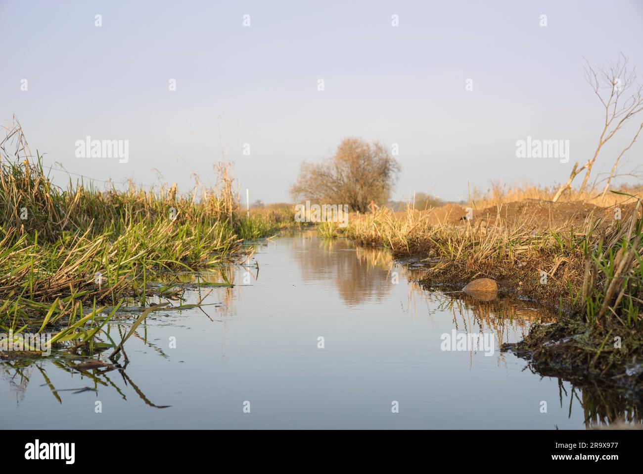Silent river stream in wild nature in the fall with grass and trees on ...