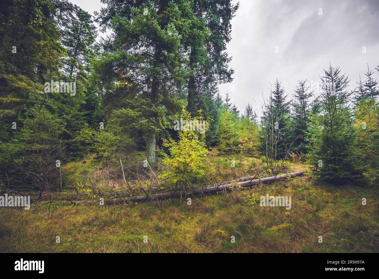 Landscape pine forest fallen hi-res stock photography and images - Alamy