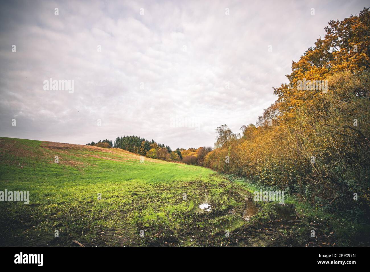 Muddy field with a puddle in the fall in a rural environment with ...