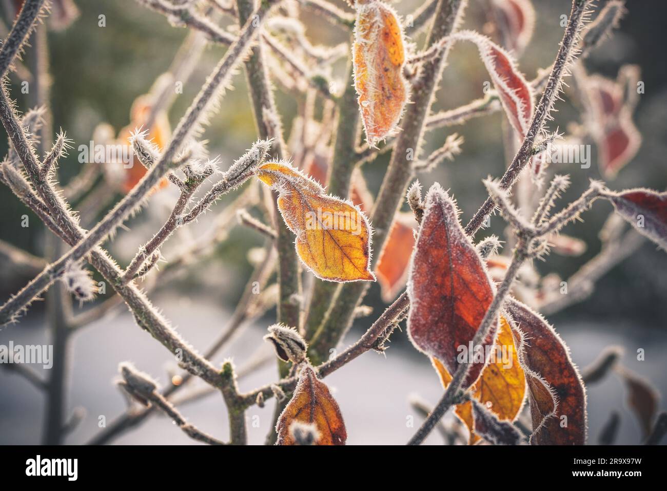 Frost on golden leaves in the beginning of winter with hoarfrost in the ...