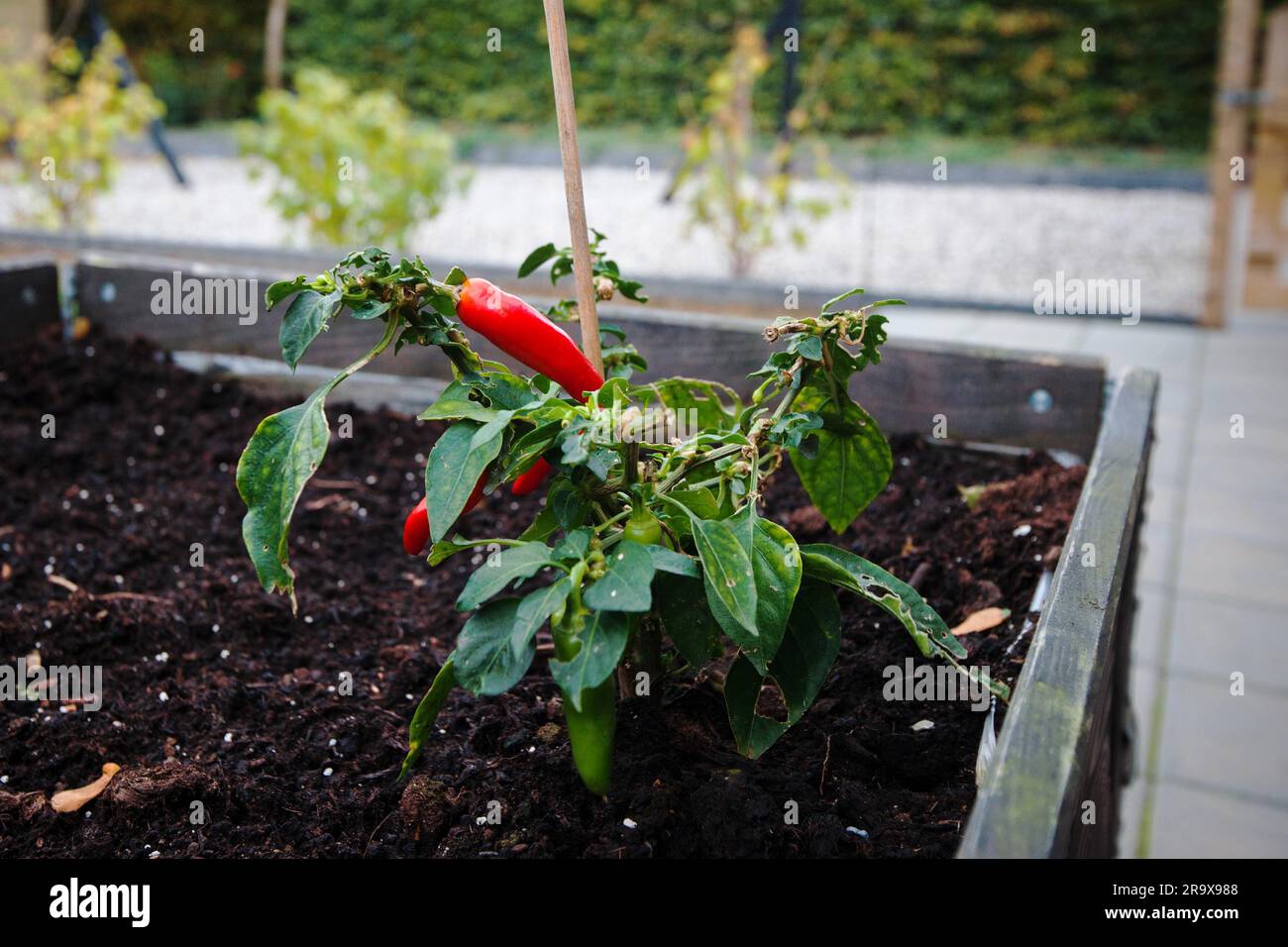 Red chili on a green plant in a private garden in the summer in the ...