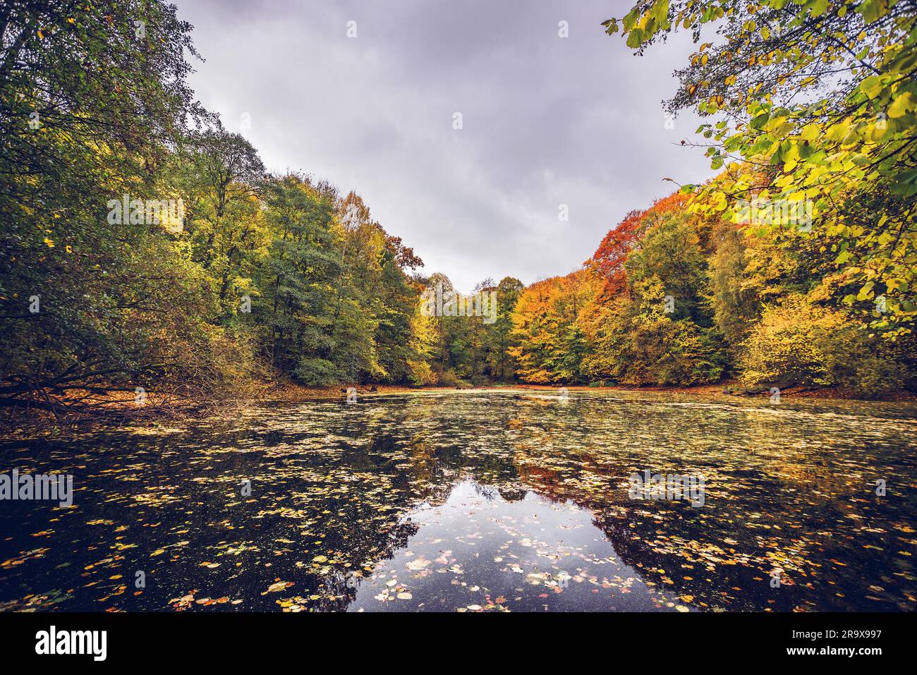 Lake covered with autumn leaves near a forest in beutiful autumn colors ...