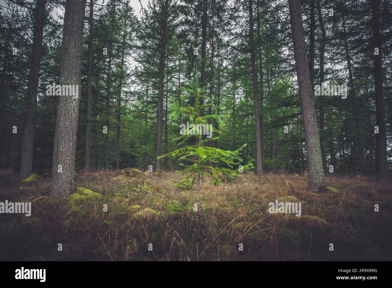 Single green pine tree in a forest in the fall Stock Photo - Alamy