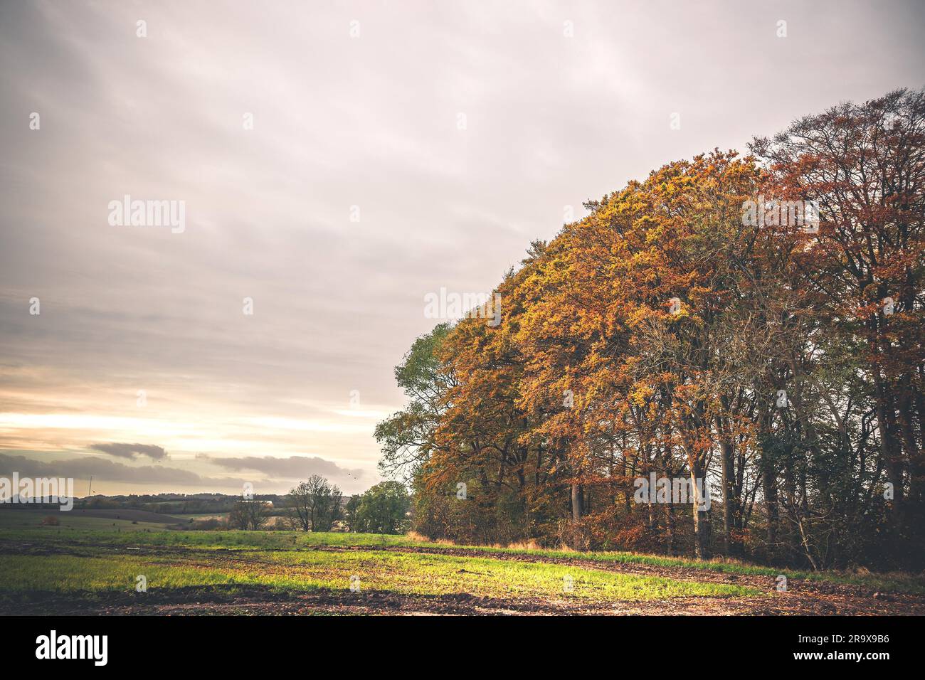 Golden leaves of the trees hi-res stock photography and images - Alamy