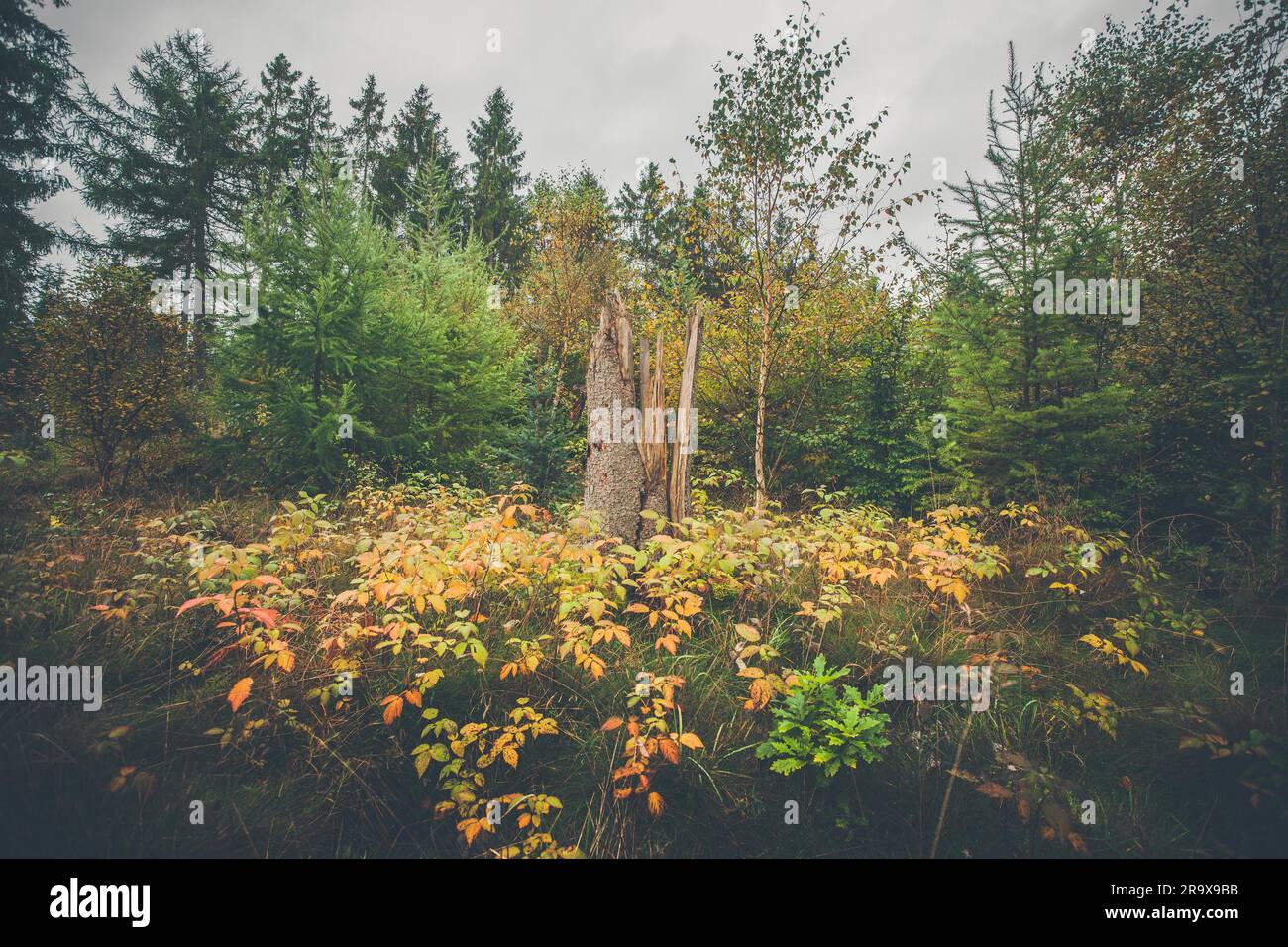 Tree trunk surrounded by colorful leaves in a forest in the fall Stock ...