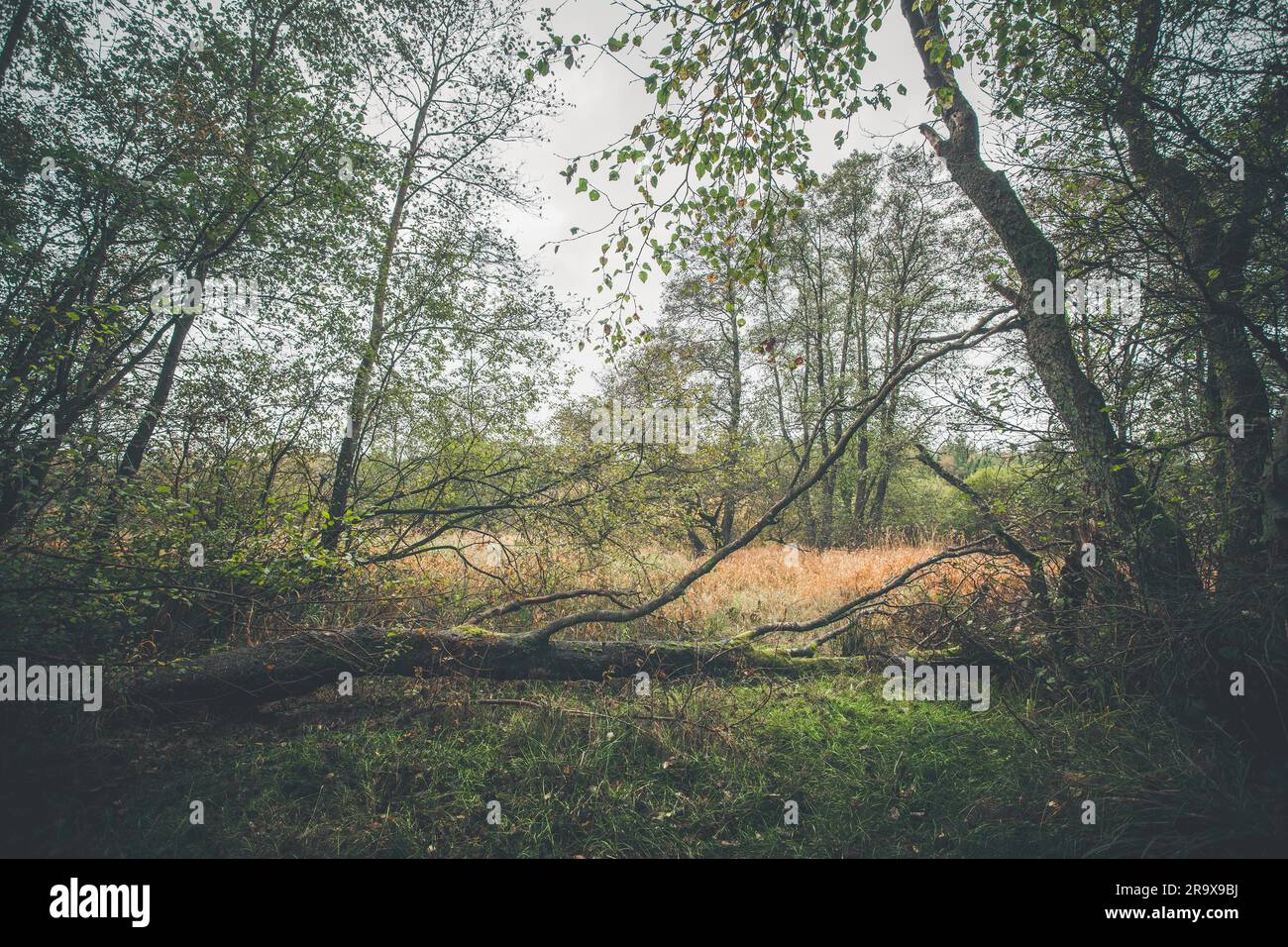 Forest landscape with fallen tree hi-res stock photography and images ...