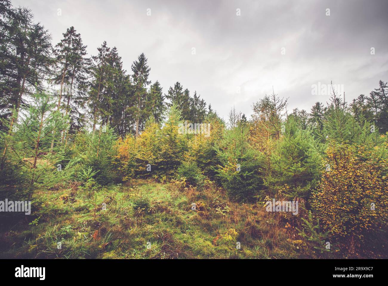 Birch pine hi-res stock photography and images - Alamy