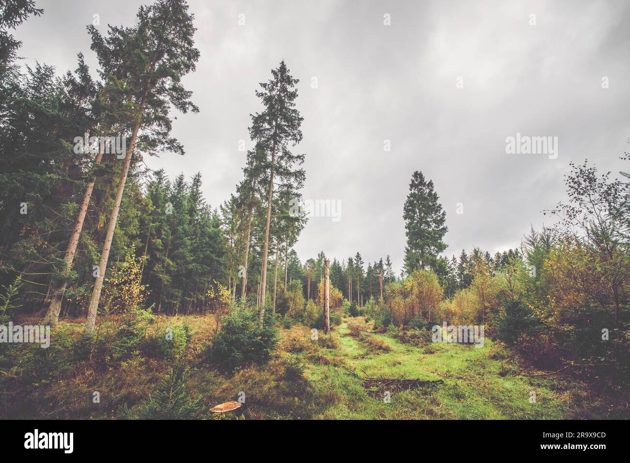 Scandinavian forest hi-res stock photography and images - Alamy