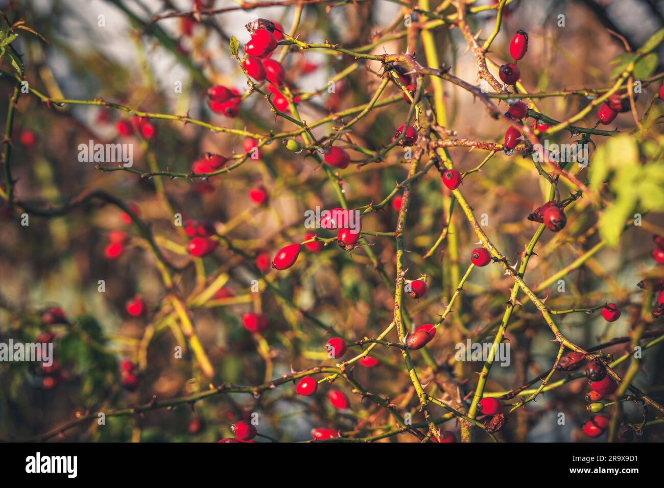 Red (Rosa Rugosa) plant with spikes in the morning sun in the fall ...