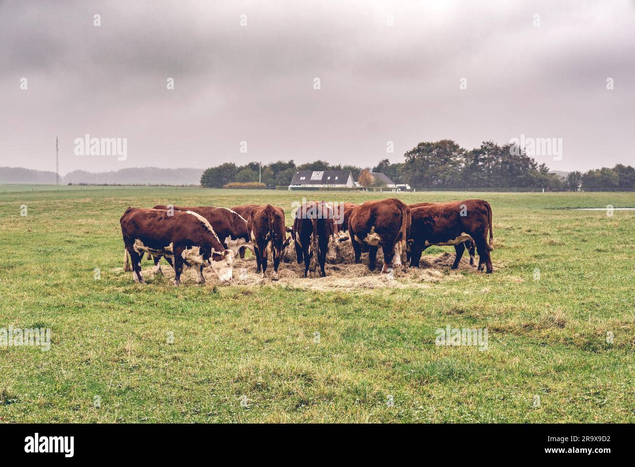 Hereford cows eating hay on a green field in the fall Stock Photo - Alamy