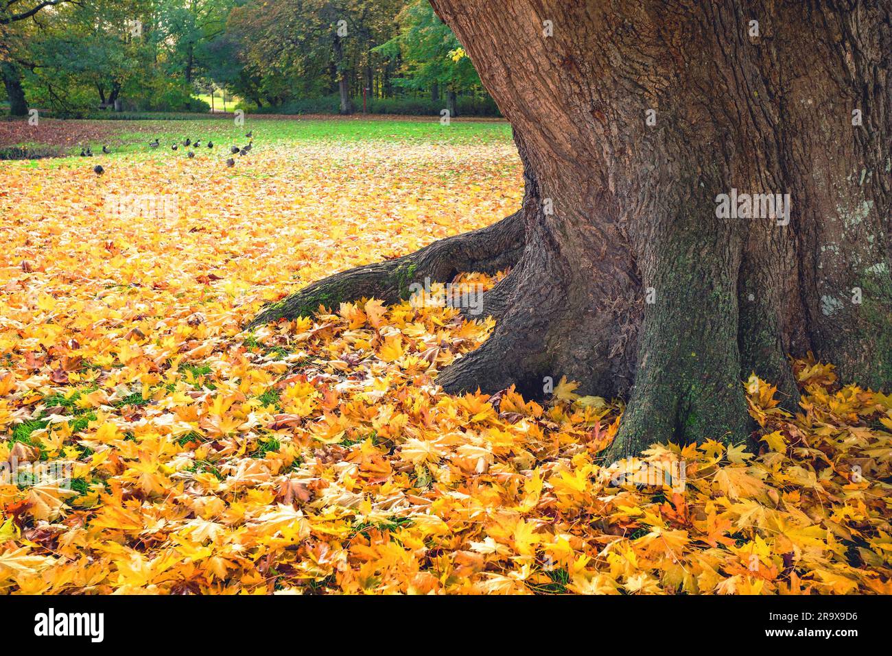 Autumn scene in a park with yellow autumn maple leaves under a large ...