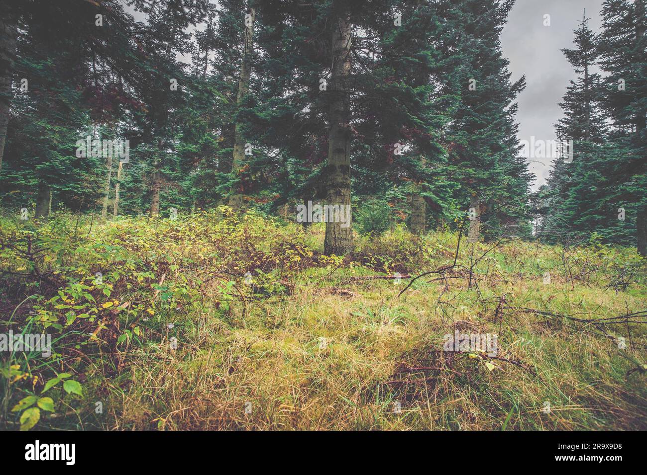Green grass in pine forest hi-res stock photography and images - Alamy