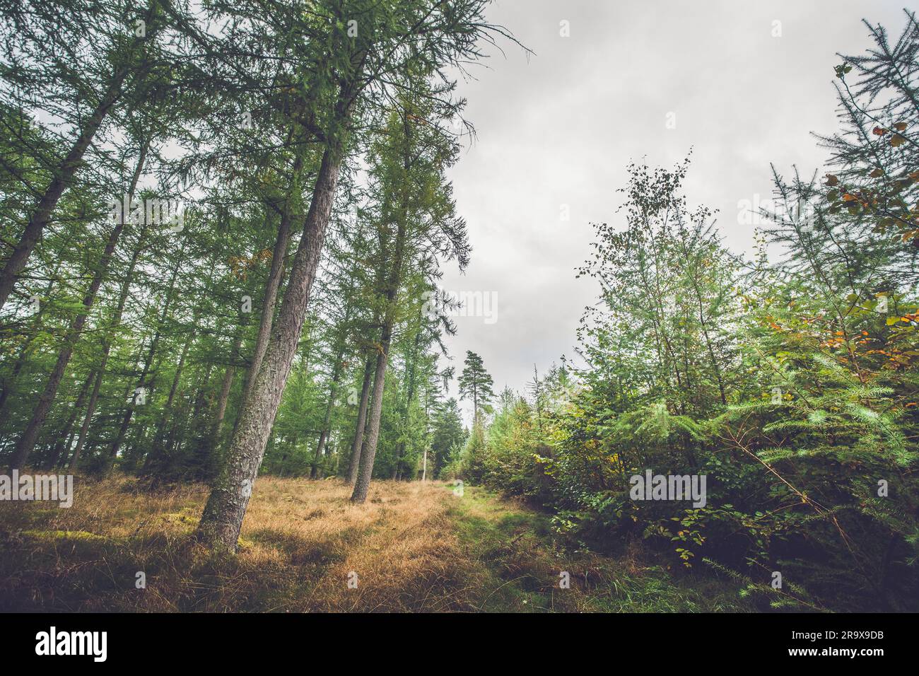 Autumn season in a Scandinavian forest with colorful trees Stock Photo ...