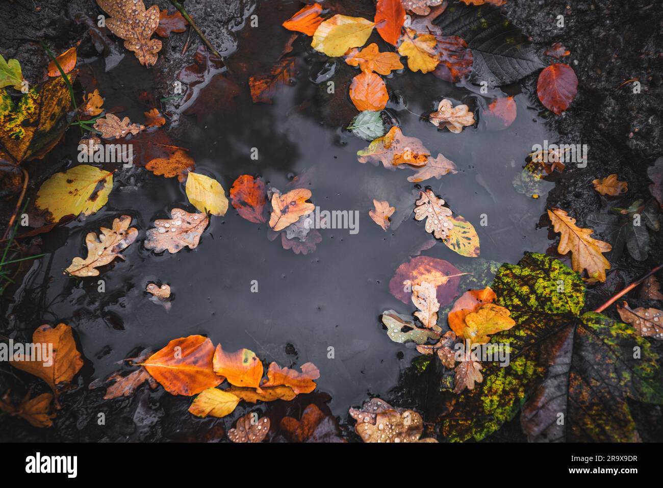 Autumn puddle after the rain with colorful autumn leaves in the dark water in autumn colors in ...