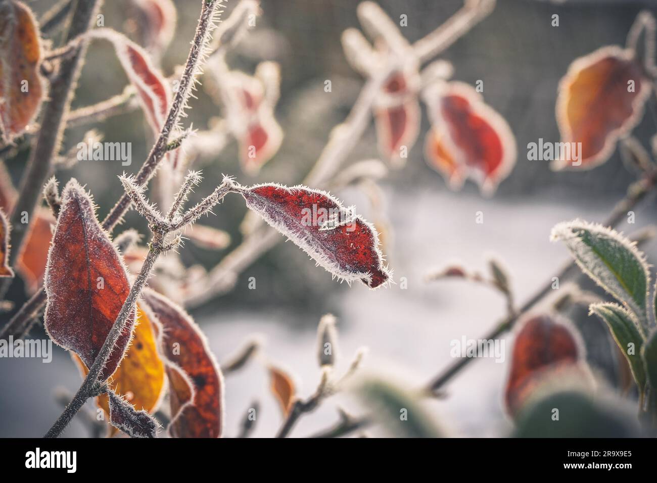 Cold frost early winter hi-res stock photography and images - Alamy